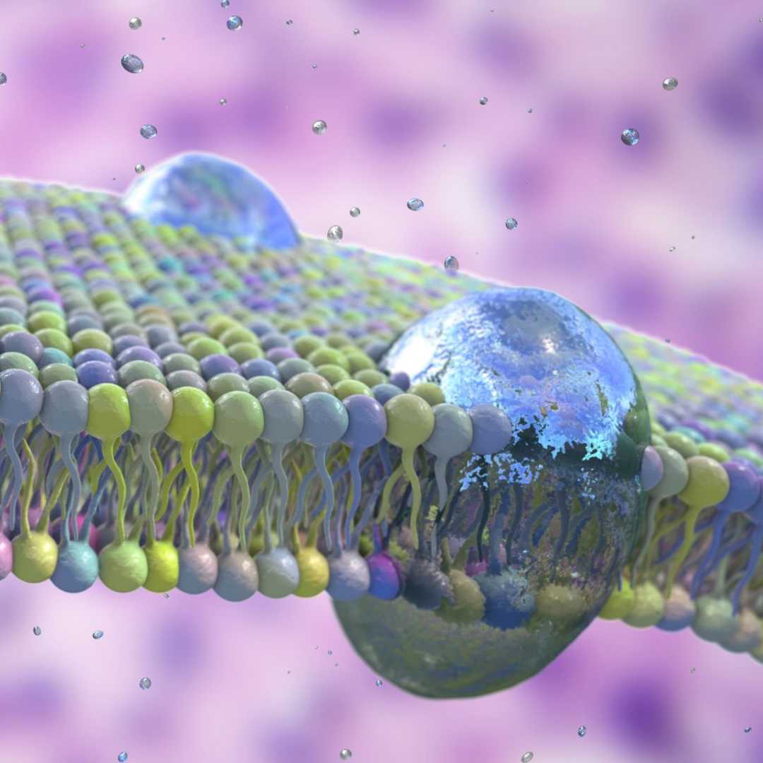 Our Work - Cellular Health Foundation